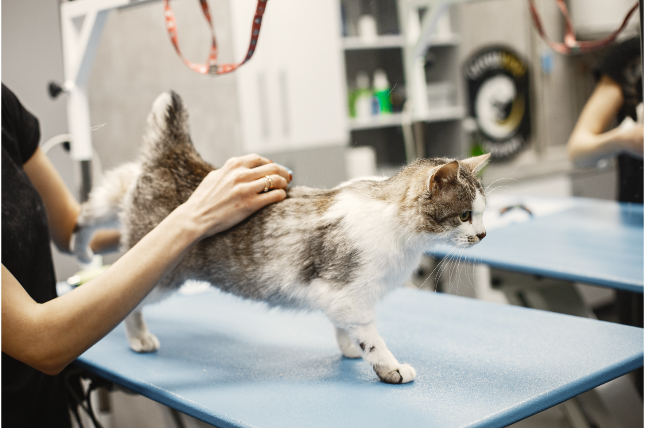 Learn About the Health Needs of Cats | Apalachee River Animal Hospital